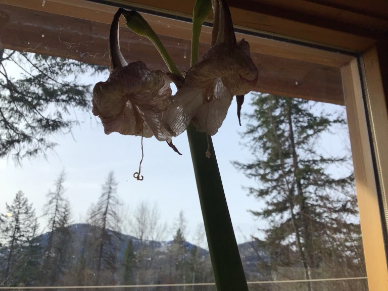 How Death Of This Plant Creates New Life In Us | Restoring Life